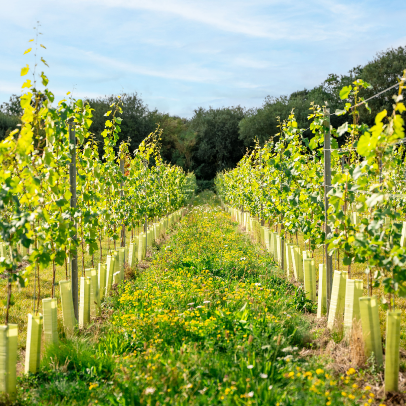 Our Gastro Pubs - Elite Pubs - Kent & East Sussex